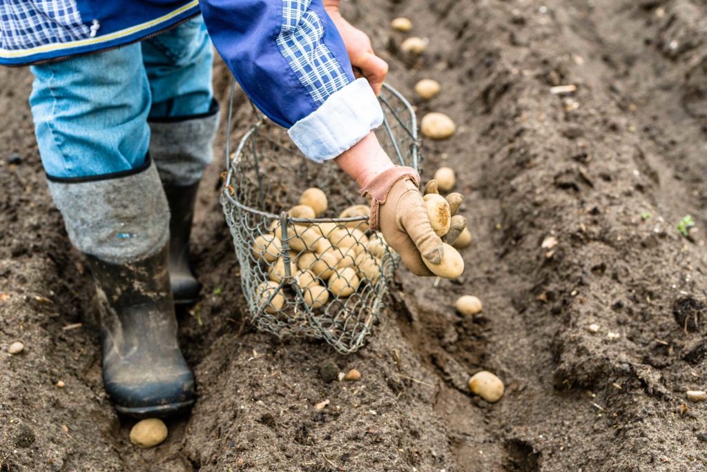 Planting Potatoes | Plain Values